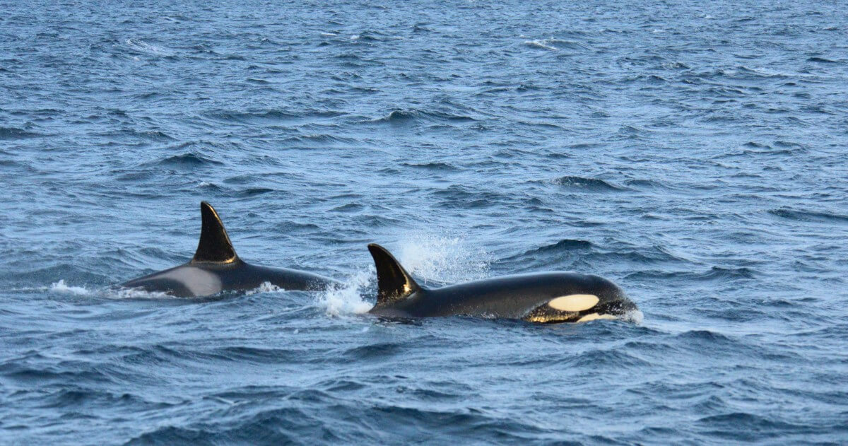 Eco-friendly Whale Watching in Norway | Where The Wild Is Travel