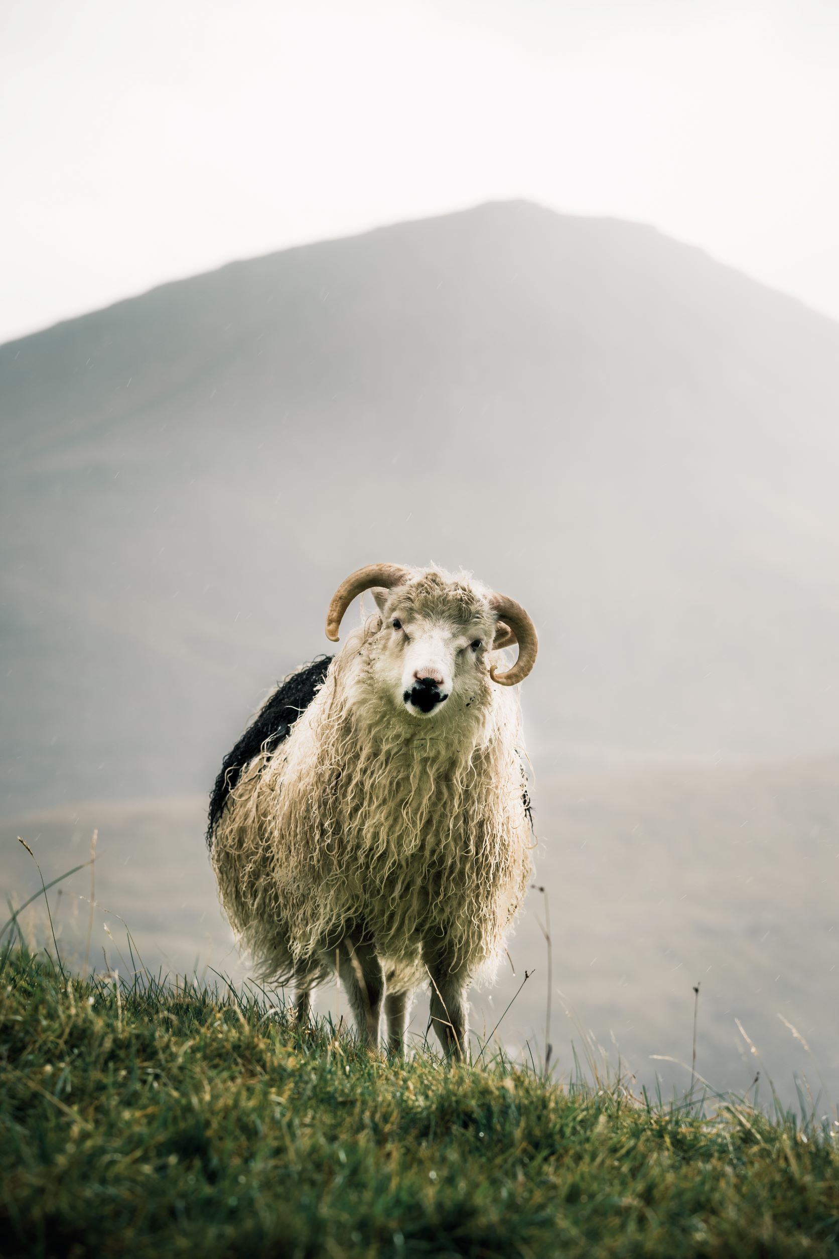 Faroe Islands Holidays & Experiences | Where The Wild Is Travel